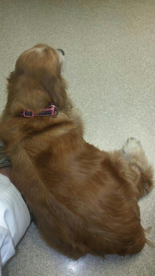 Town & Country Animal Hospital - Normal, IL 61761