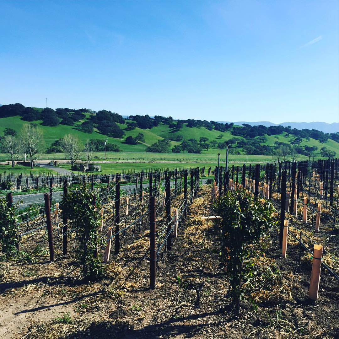 Rusack Vineyards - Solvang, CA 93463