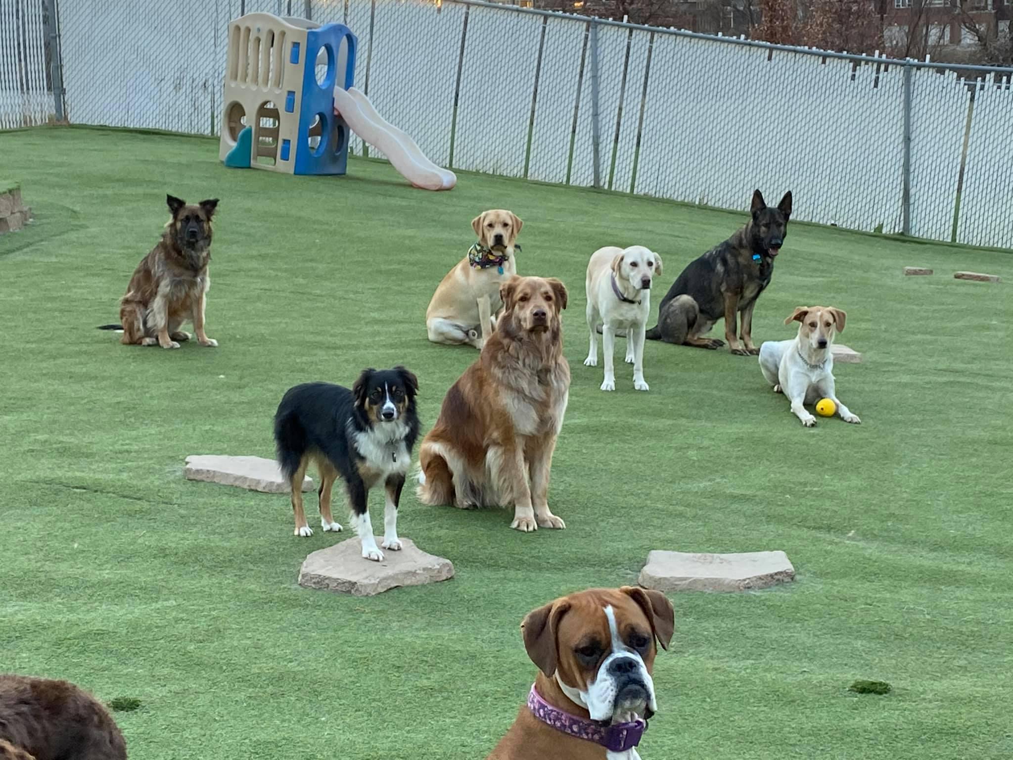Summit Pet Care - Lees Summit, MO 64086