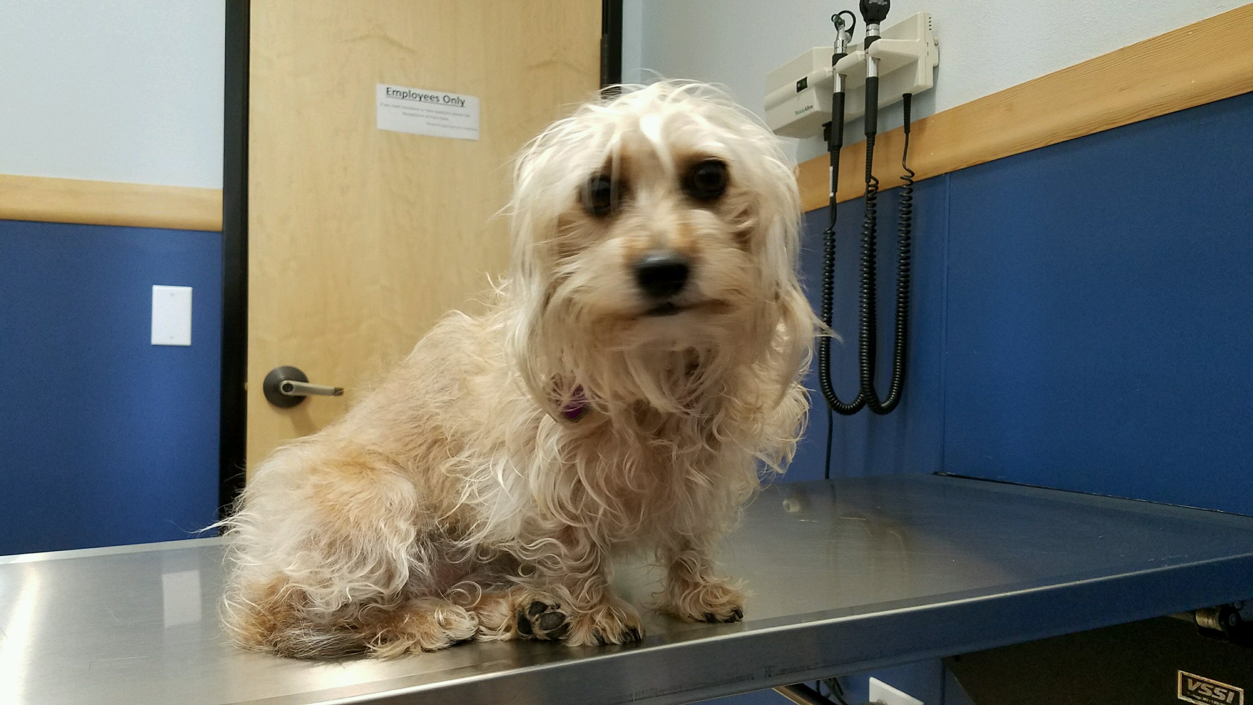South Seattle Veterinary Hospital 11033 1st Ave S, Seattle, WA 98168 ...