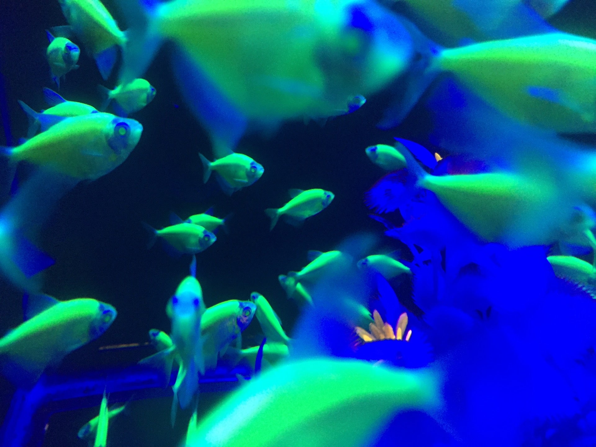 That Fish Place - That Pet Place 237 Centerville Rd, Lancaster, PA ...