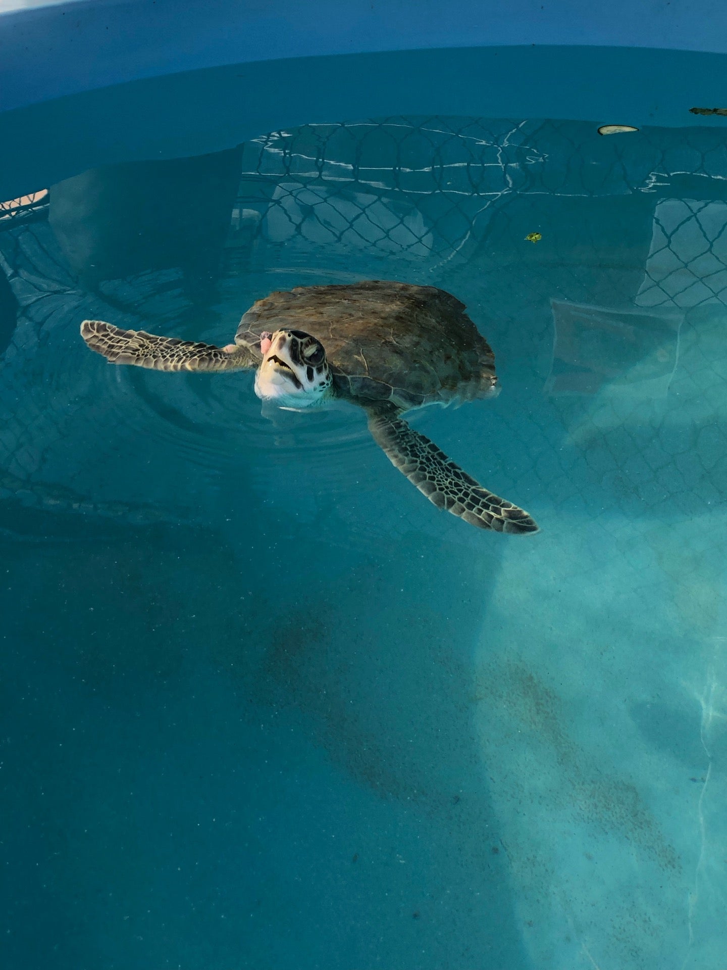The Turtle Hospital - Marathon, FL 33050